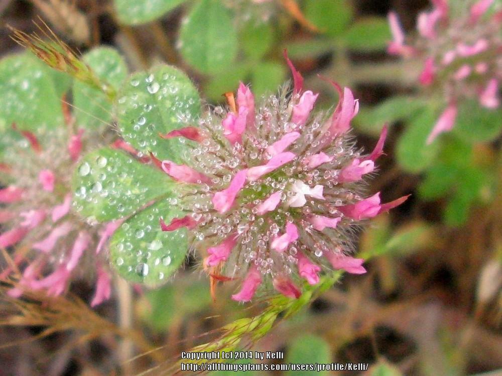 Rose Clover (Trifolium hirtum) - Garden.org
