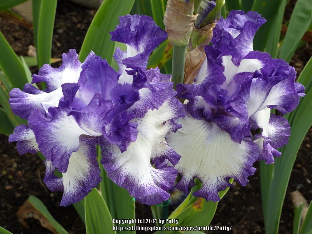 Photo of the bloom of Tall Bearded Iris (Iris 'American Classic ...