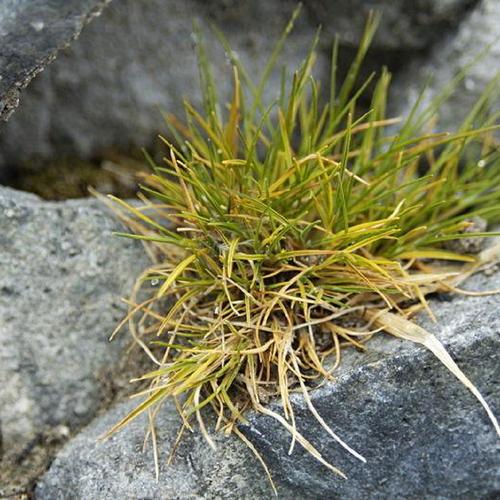 Antarctic hair grass (Deschampsia antarctica) - Garden.org
