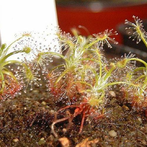 Pygmy Sundew (Drosera dichrosepala subsp. enodes) - Garden.org