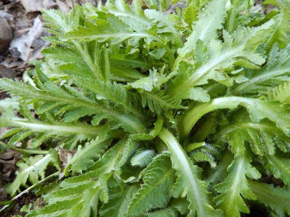 Photo of the emerging growth of Poppy (Papaver orientale 'Harlem ...