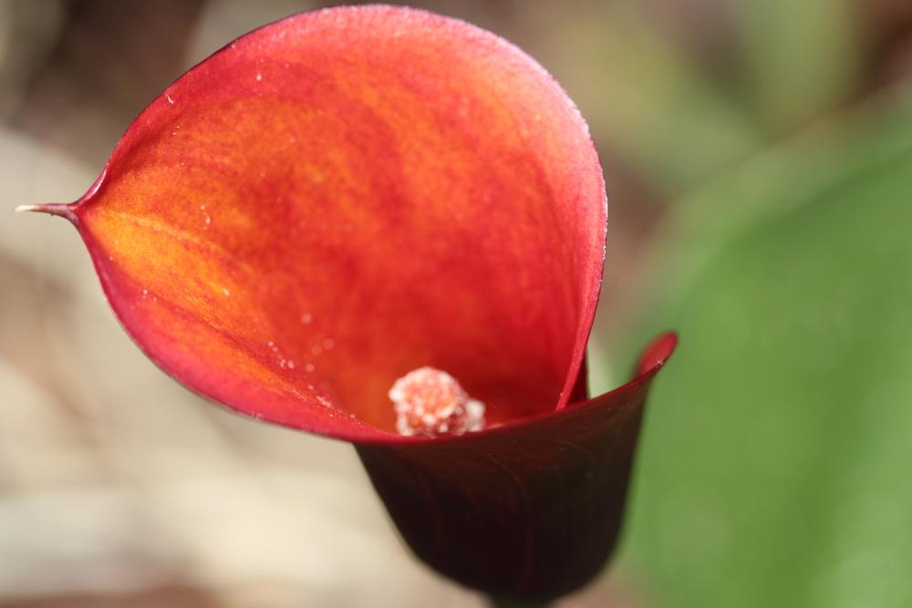 Calla Lily (Zantedeschia 'Fire Glow') in the Callas Database - Garden.org