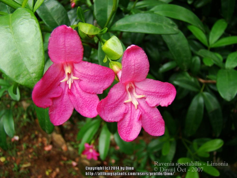 Ravenia spectabilis - Garden.org