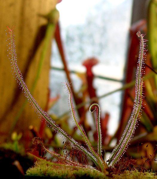 Sundew (Drosera graminifolia) - Garden.org