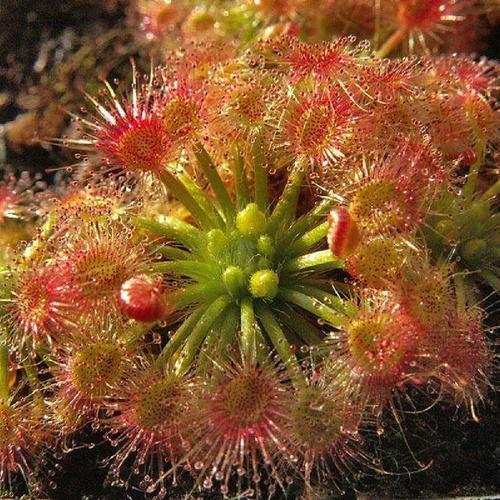 Pygmy Sundew (Drosera echinoblastus) - Garden.org