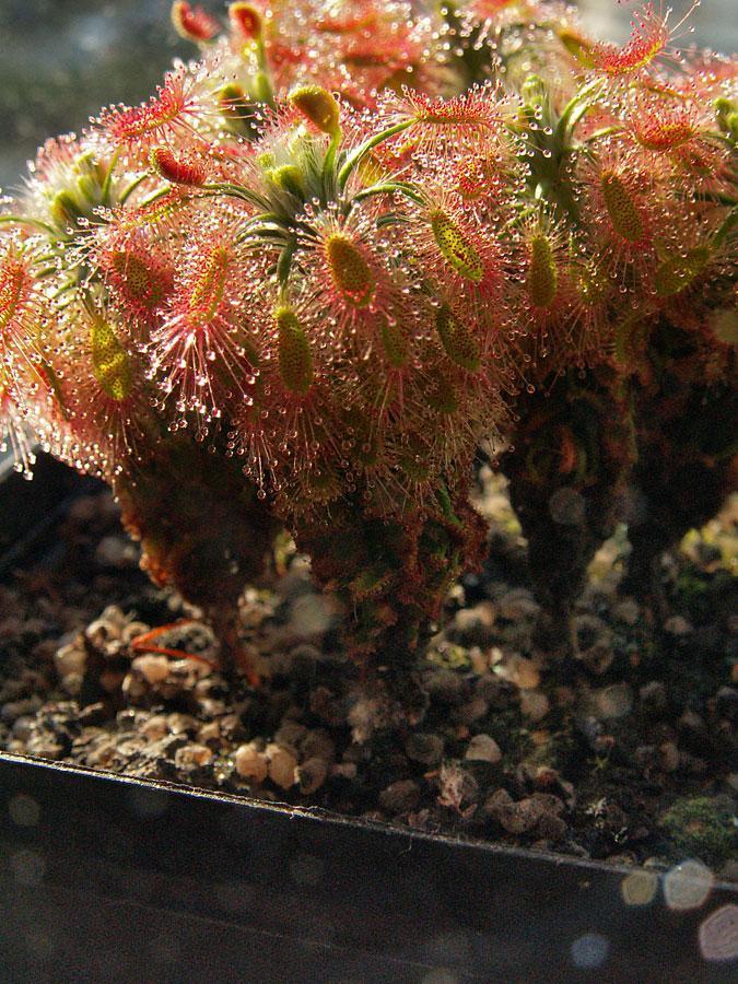 Pygmy Sundew (Drosera lasiantha) - Garden.org