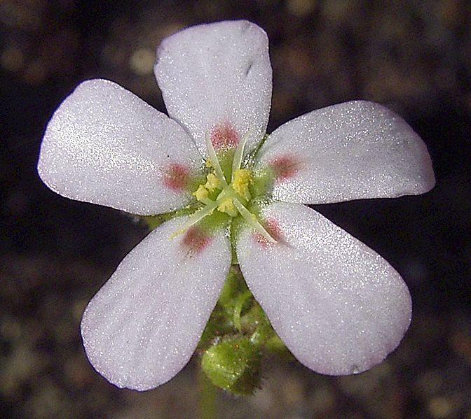 Pygmy Sundew (Drosera helodes) - Garden.org