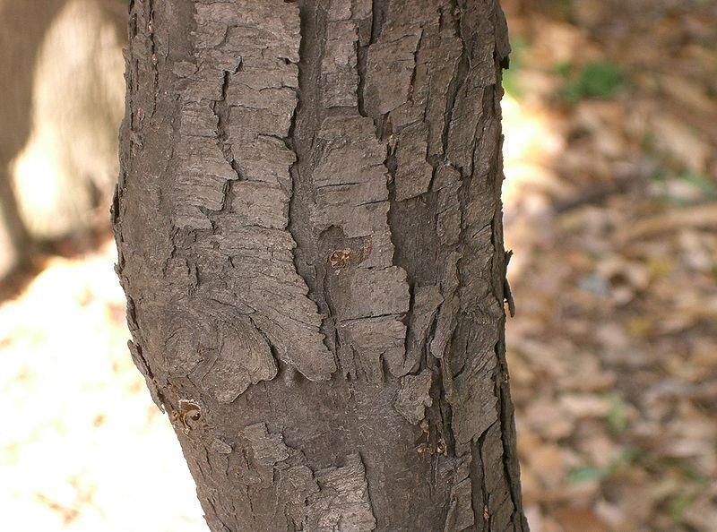 Japanese Photinia (Photinia glabra) - Garden.org