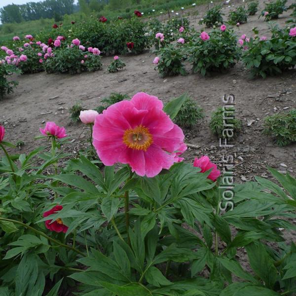 Peony (Paeonia 'Sparkling Windflower') in the Peonies Database - Garden.org