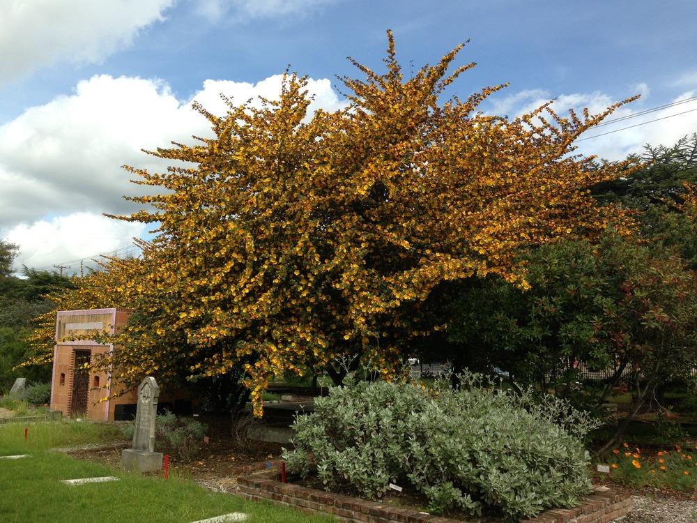 Photo of the entire plant of Flannel Bush (Fremontodendron 'Pacific ...