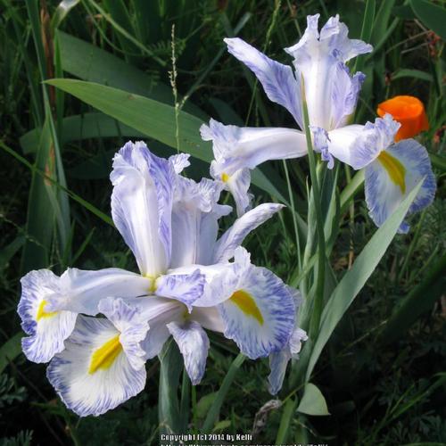 Dutch Iris (Iris x hollandica 'Delft Blue') in the Irises Database ...