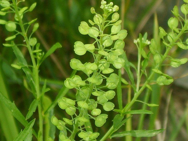 Lepidium apetalum - Garden.org