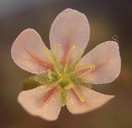 Pygmy Sundew (Drosera australis) - Garden.org