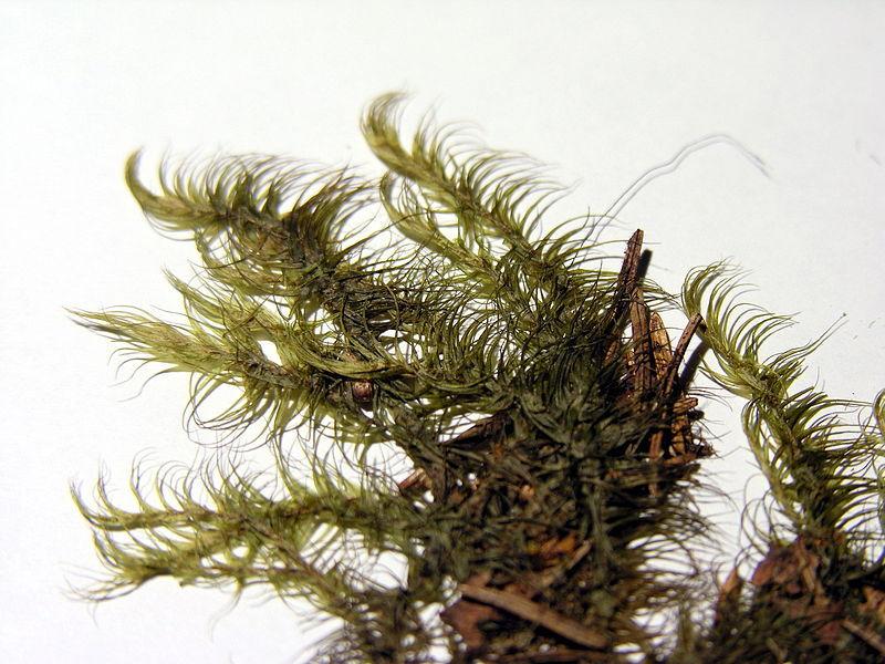 Dicranum Moss (Dicranum majus) - Garden.org