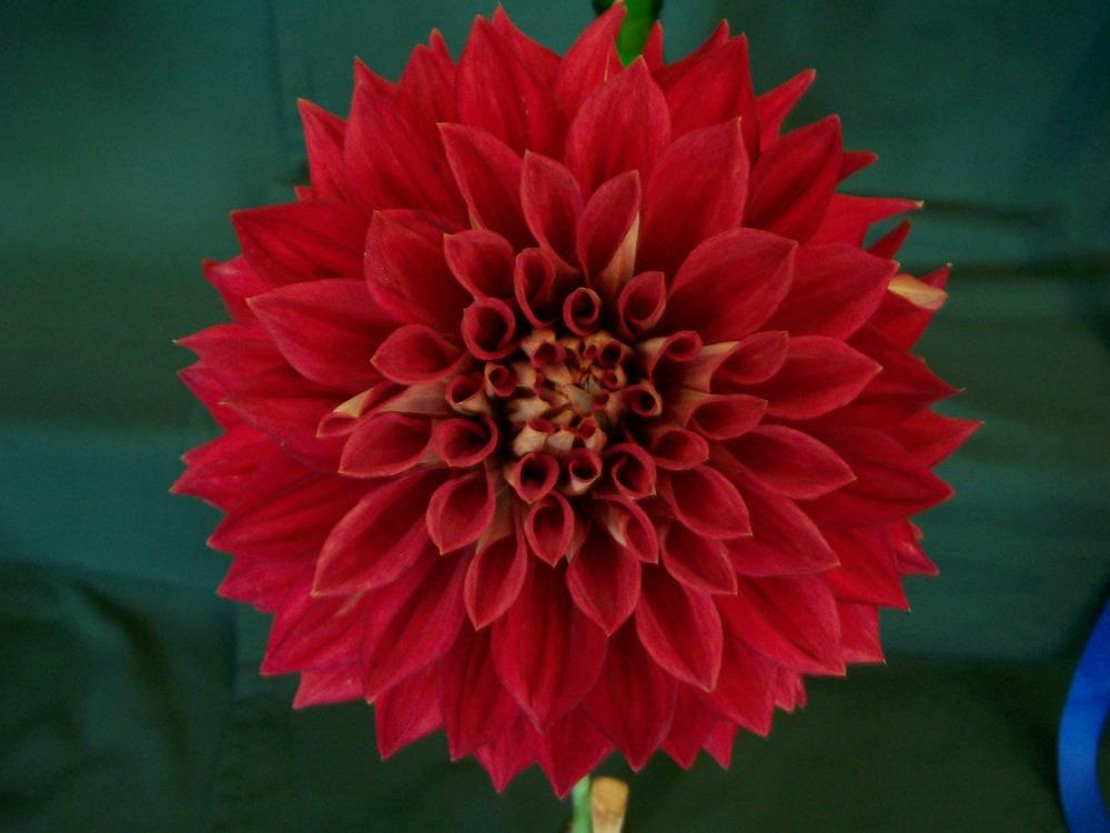 Dahlia 'Devon Radiance' in the Dahlias Database - Garden.org