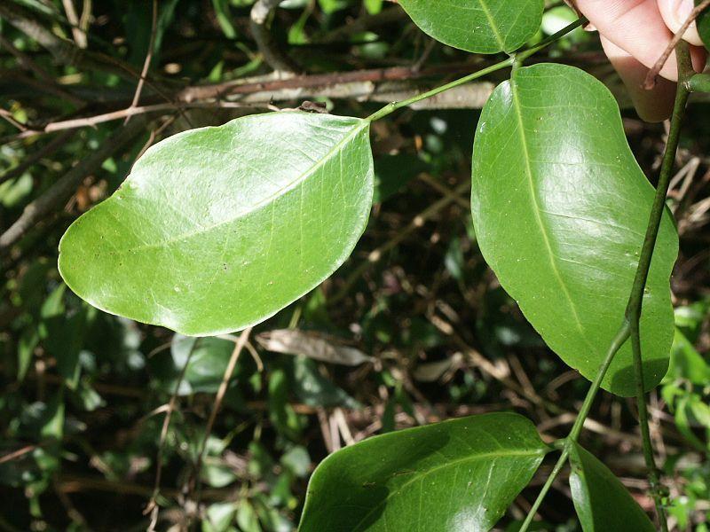 Photo of the leaves of Ipil (Intsia bijuga) posted by robertduval14 ...