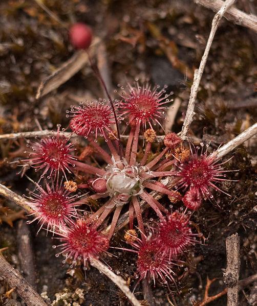 Pygmy Sundew (Drosera pygmaea) - Garden.org