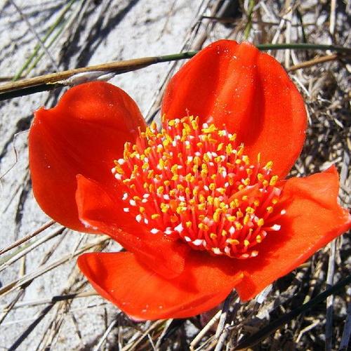 Haemanthus pubescens subsp. pubescens - Garden.org