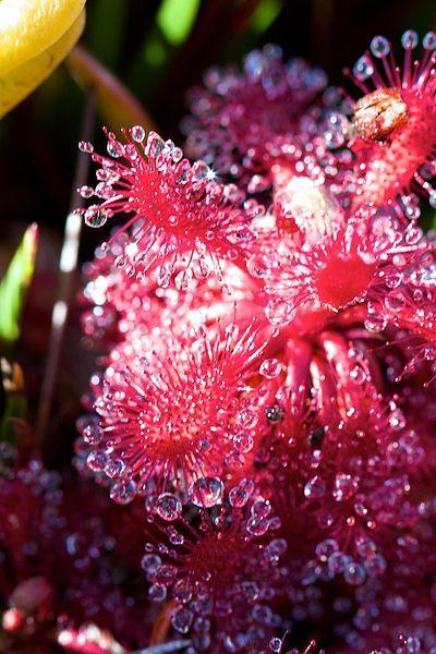 Sundew (Drosera roraimae) - Garden.org