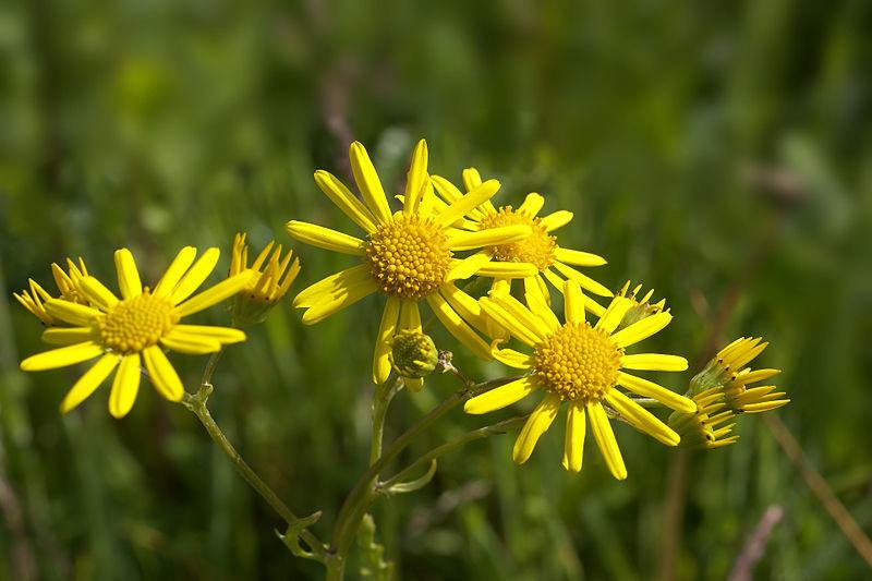 Marsh Ragwort (Jacobaea aquatica) - Garden.org
