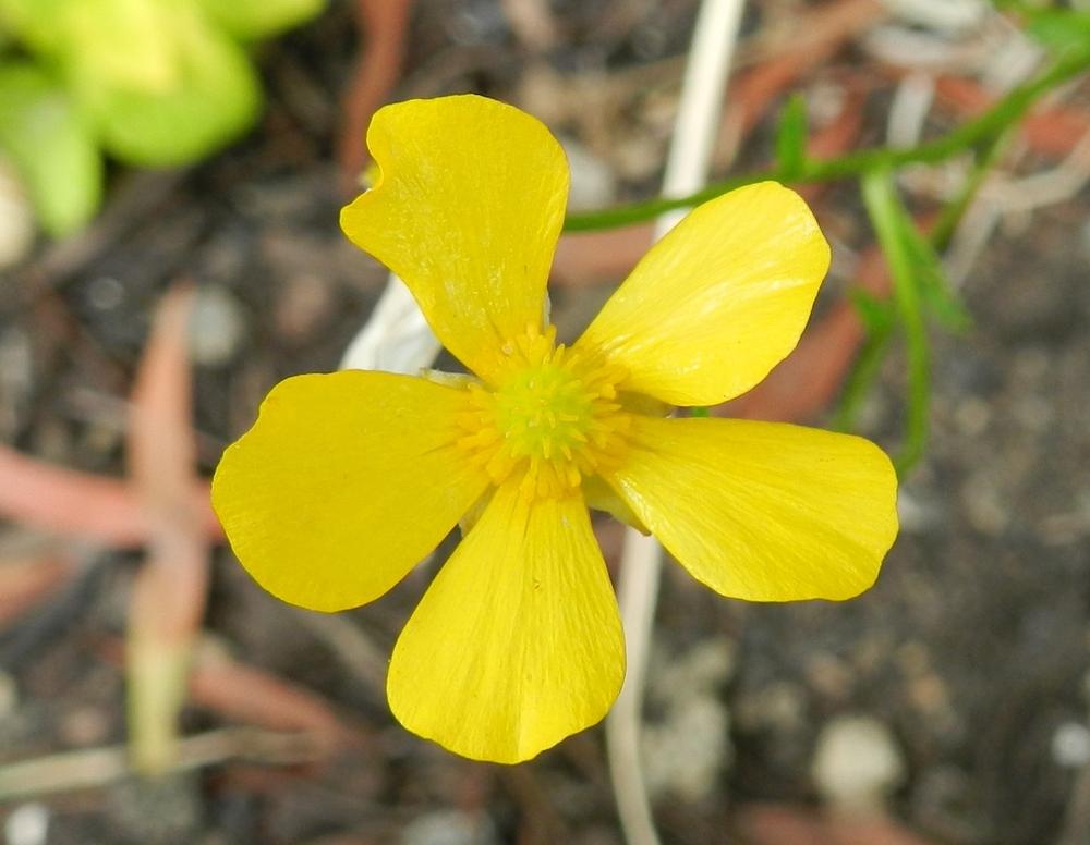 Australian Buttercup (Ranunculus lappaceus) - Garden.org