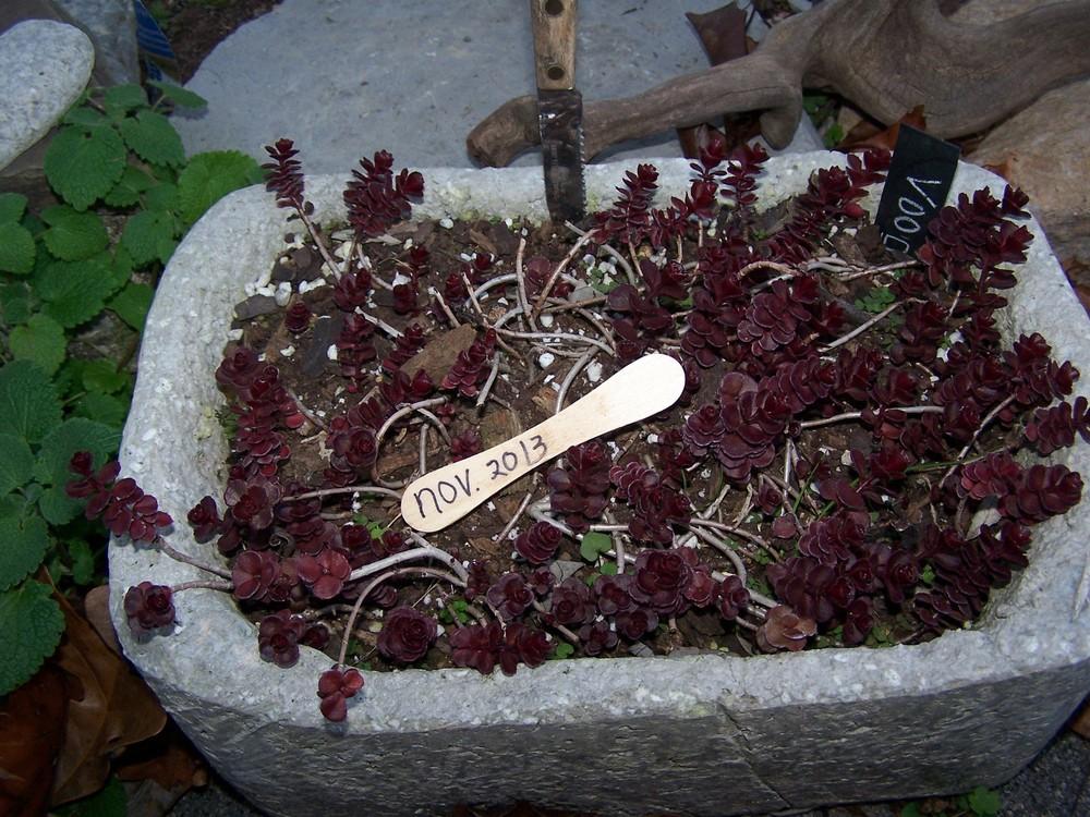 Hypertufa planters/pot in the Containers forum - Garden.org