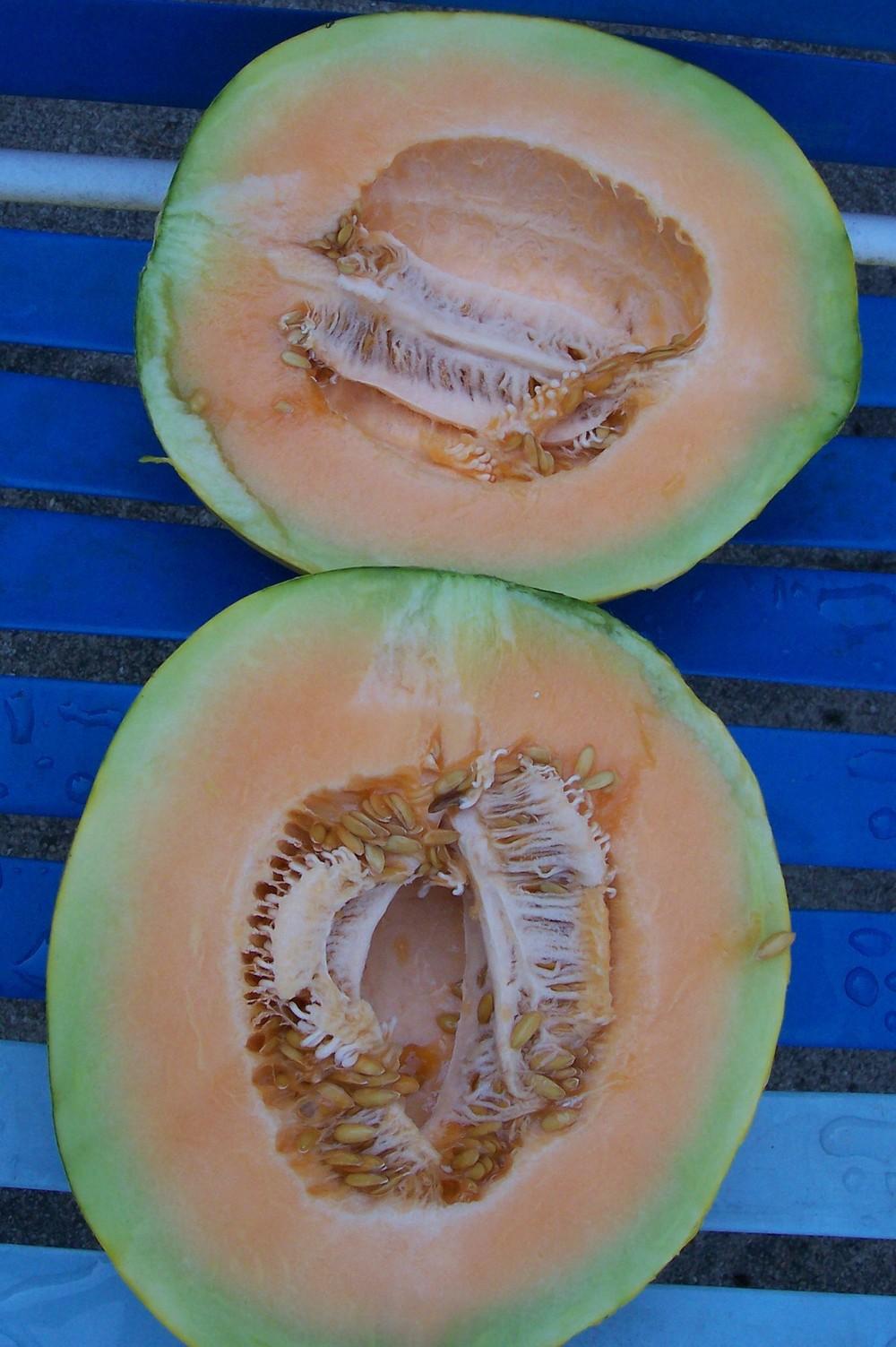 Crenshaw Melon (Cucumis melo var. inodorus 'Burpee's Early') - Garden.org