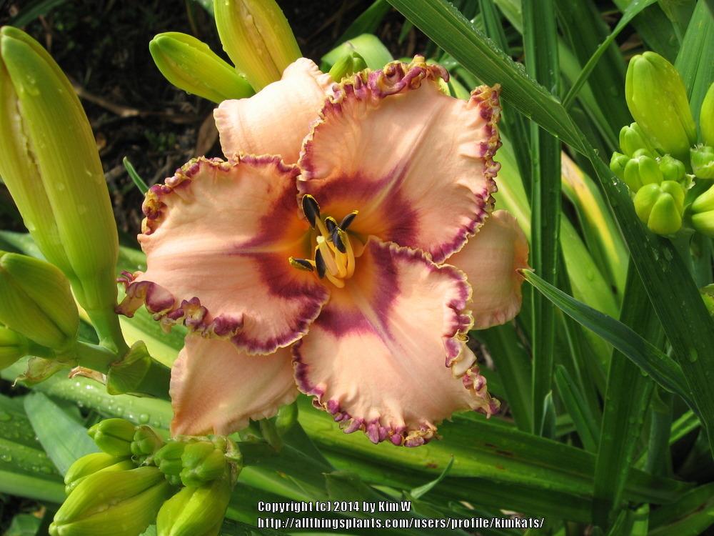 Photo of the bloom of Daylily (Hemerocallis 'Prickled Petals') posted by kimkats - Garden.org