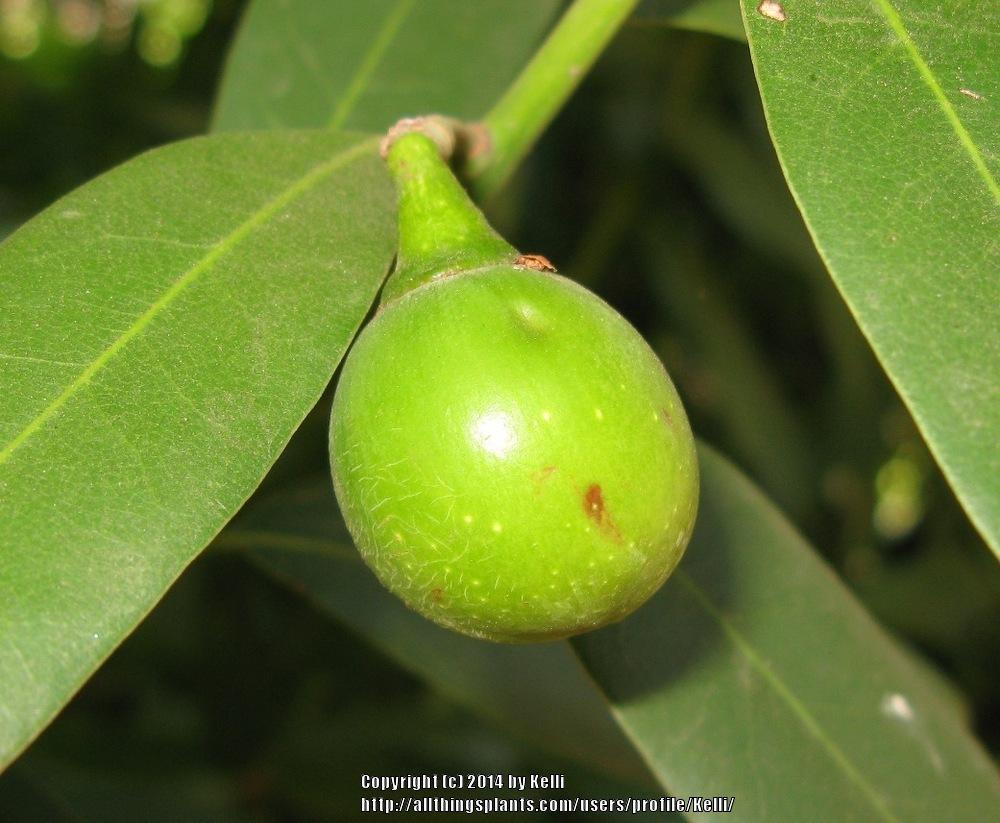 Photo of the fruit of California Bay Laurel (Umbellularia californica ...