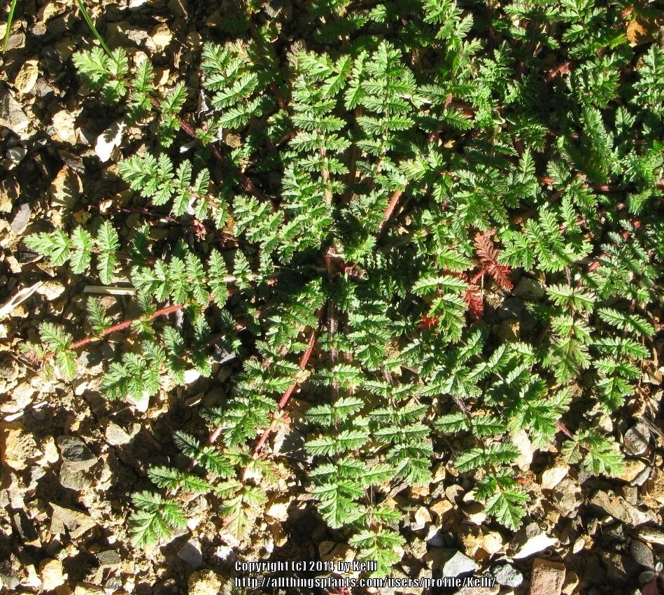 Photo of the leaves of Red-Stemmed Filaree (Erodium cicutarium) posted ...