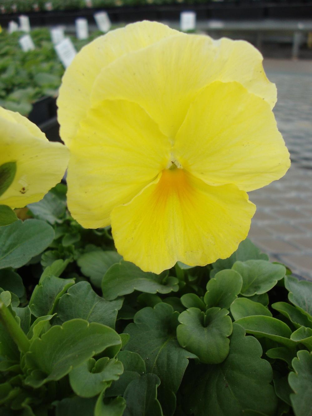 Photo of the bloom of Pansy (Viola x wittrockiana Delta™ Premium Pure ...