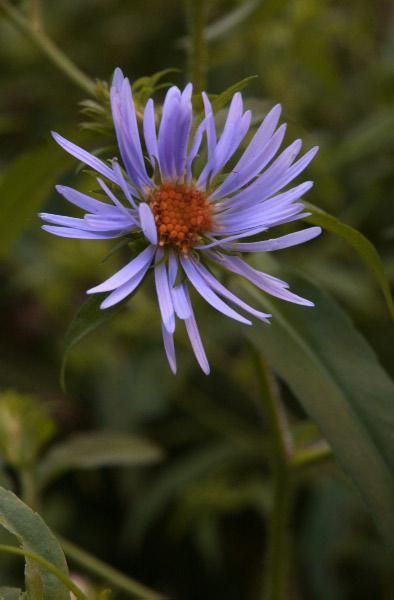 Aster (Oclemena nemoralis) in the Asters Database - Garden.org