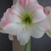 Amaryllis (Hippeastrum 'Apple Blossom') in the Amaryllis Database ...