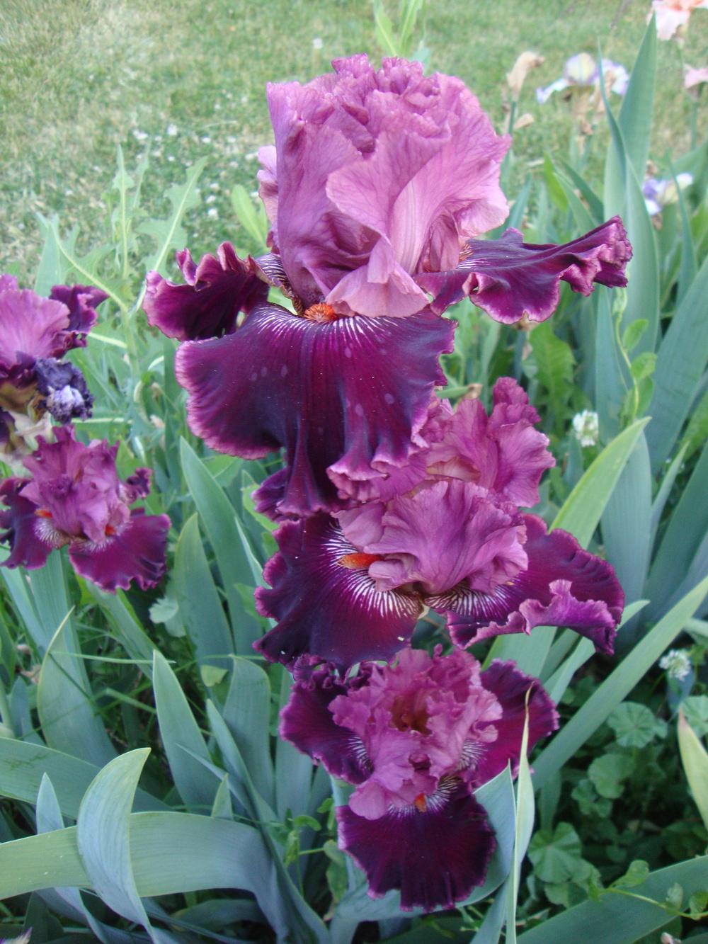 Photo of the bloom of Tall Bearded Iris (Iris 'Fashion Diva') posted by ...