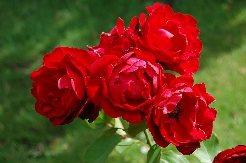 Rose (Rosa 'Lilli Marleen') in the Roses Database - Garden.org