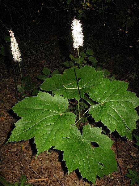 Japanese Bugbane (Actaea japonica) - Garden.org