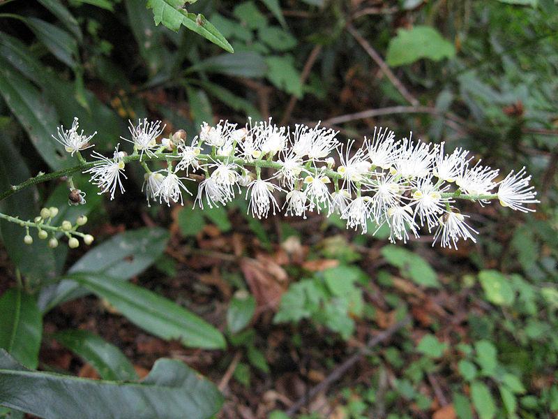 Mountain Bugbane (Actaea podocarpa) - Garden.org