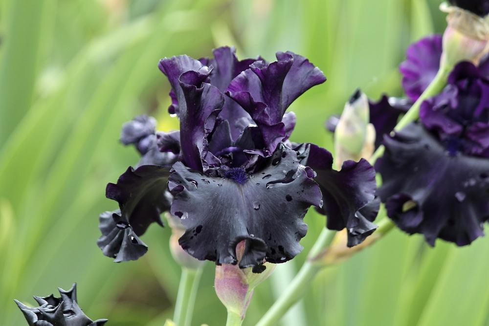 Tall Bearded Iris (Iris 'Raven Girl') in the Irises Database - Garden.org