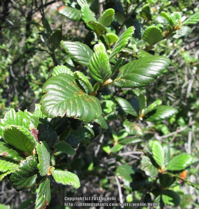 Birch-Leaf Mountain Mahogany (Cercocarpus montanus var. glaber ...