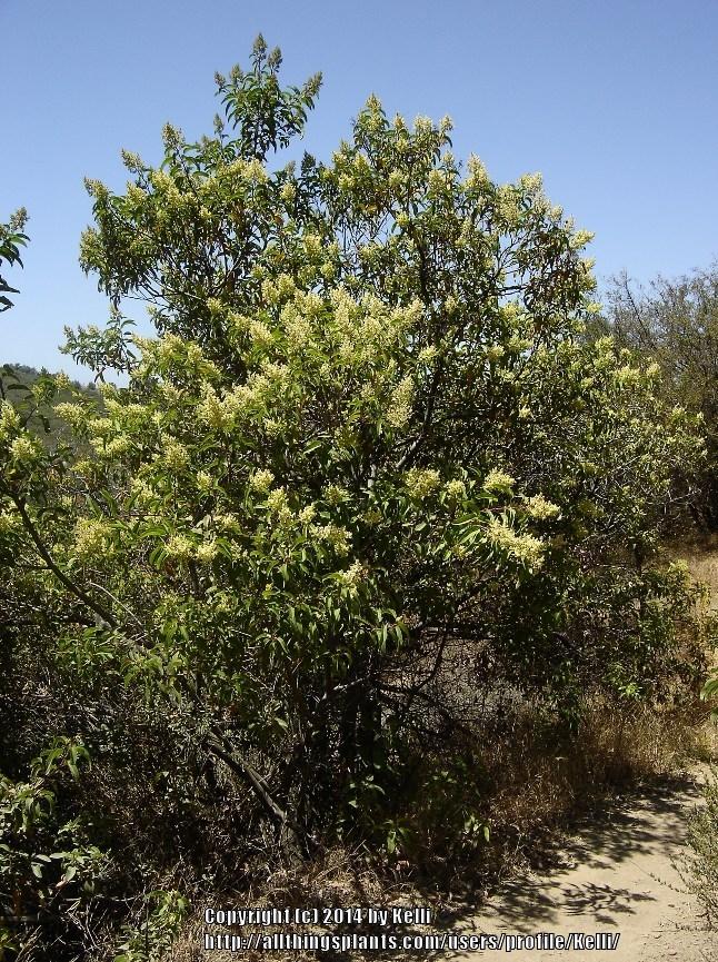 Photo of the entire plant of Laurel Sumac (Malosma laurina) posted by ...