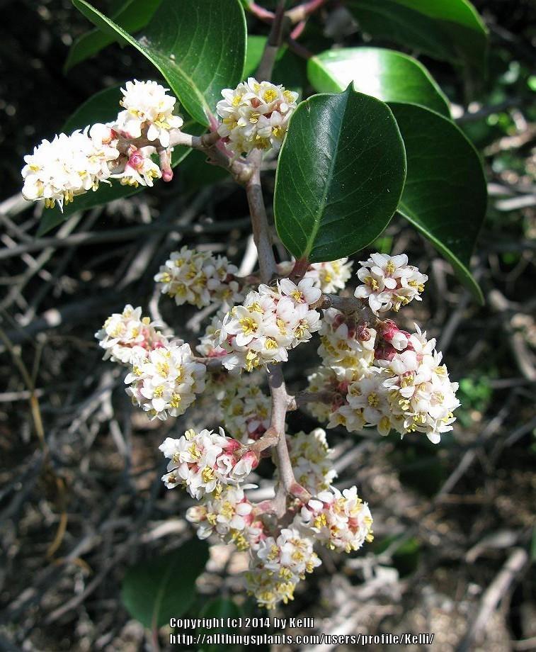 Photo of the bloom of Sugar Bush (Rhus ovata) posted by Kelli - Garden.org