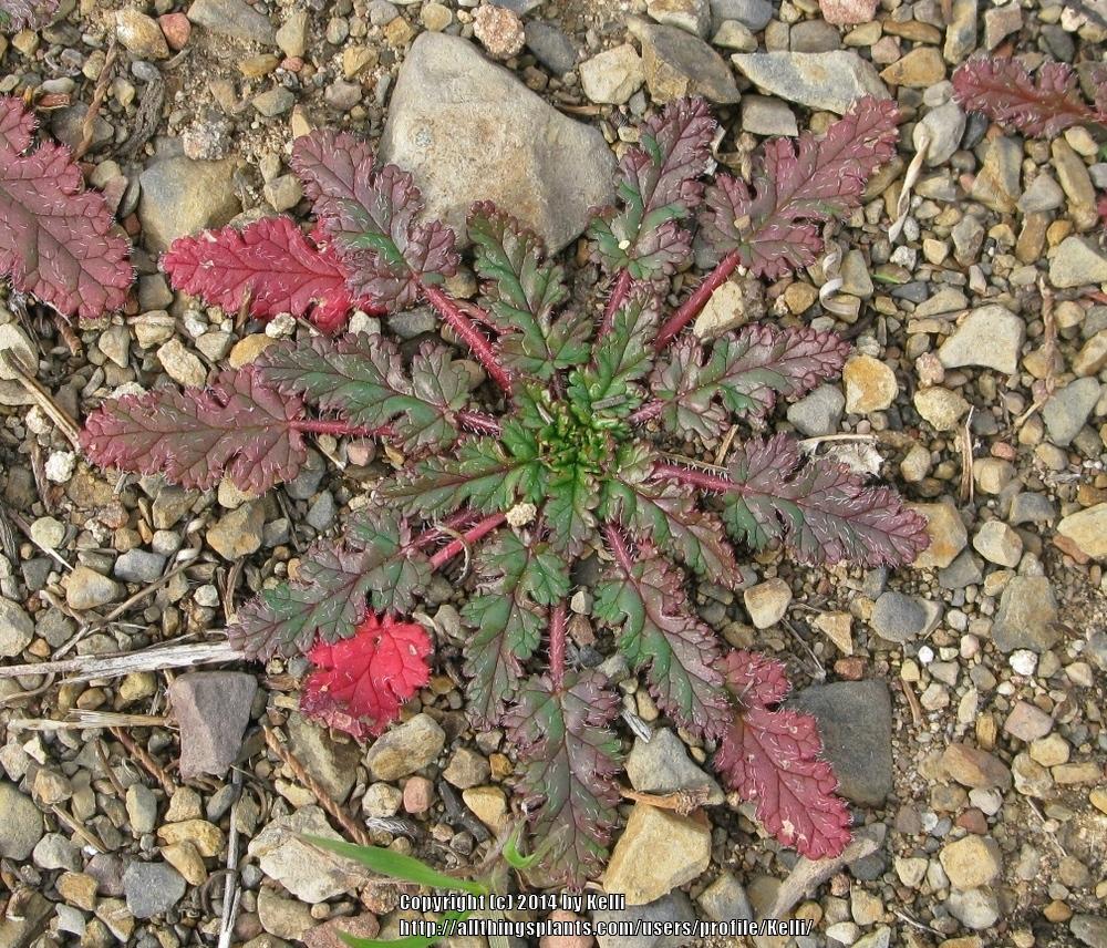 Photo of the entire plant of Long-Beaked Storksbill (Erodium botrys ...