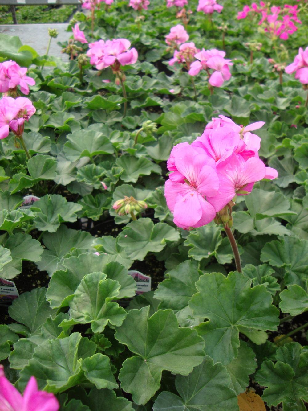 Storksbill (Pelargonium x hortorum Tango™ Lavender) in the Pelargoniums ...