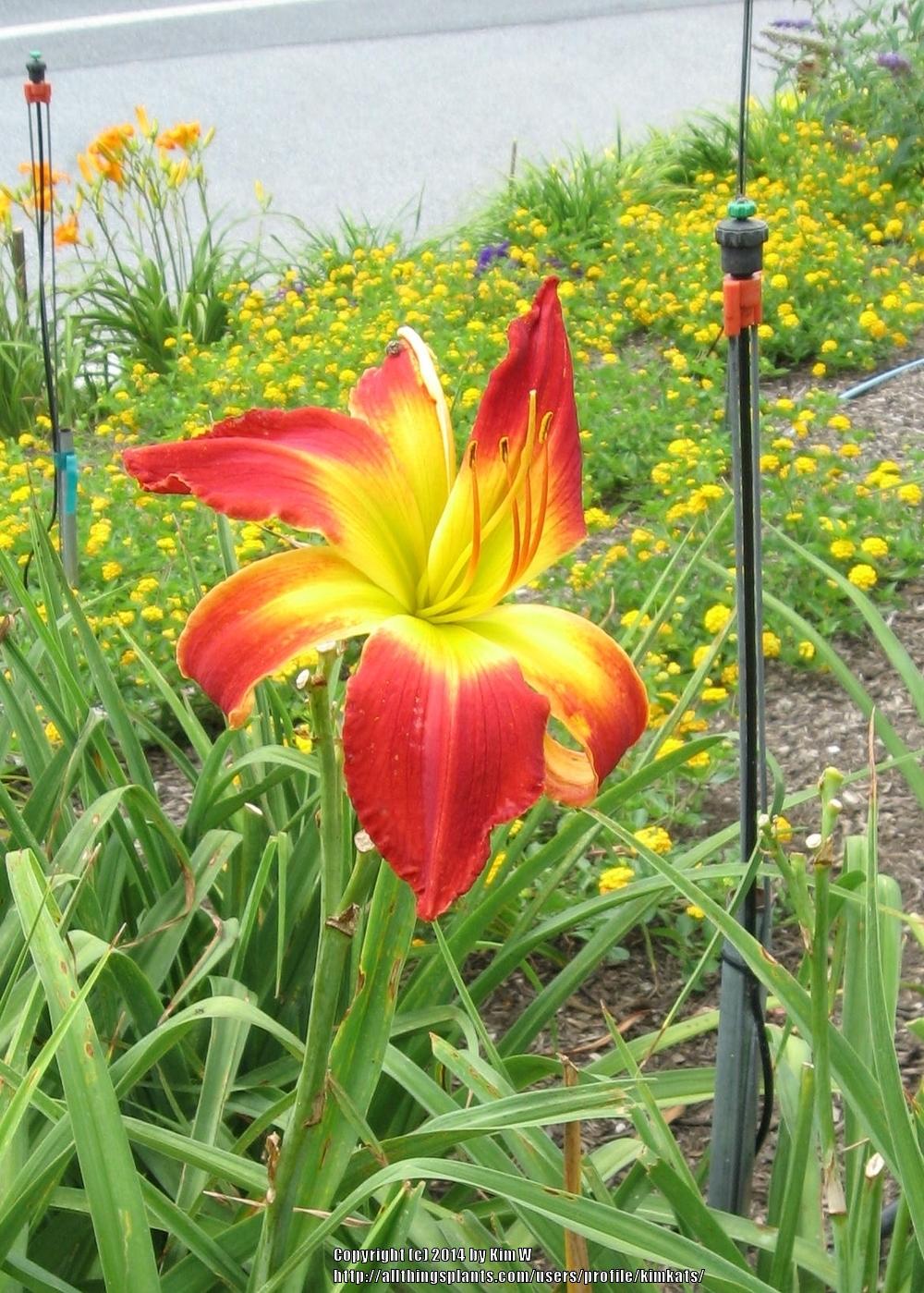 Photo of the bloom of Daylily (Hemerocallis 'All American Chief') posted by kimkats - Garden.org