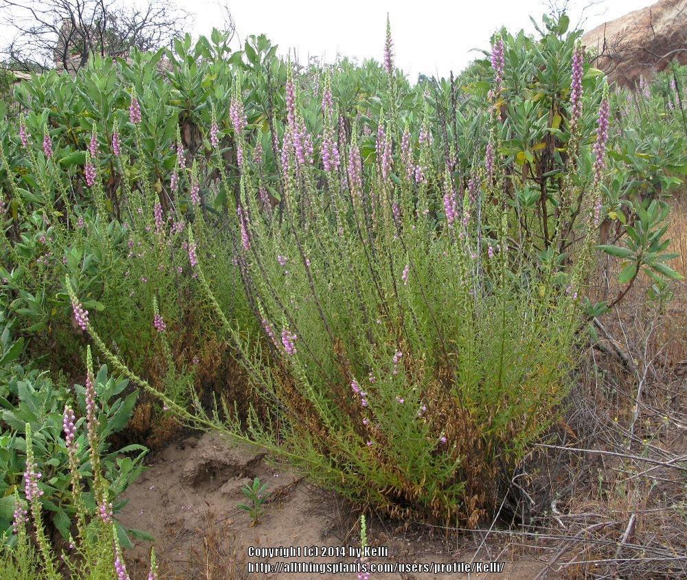 Rose Snapdragon (Antirrhinum thompsonii) - Garden.org