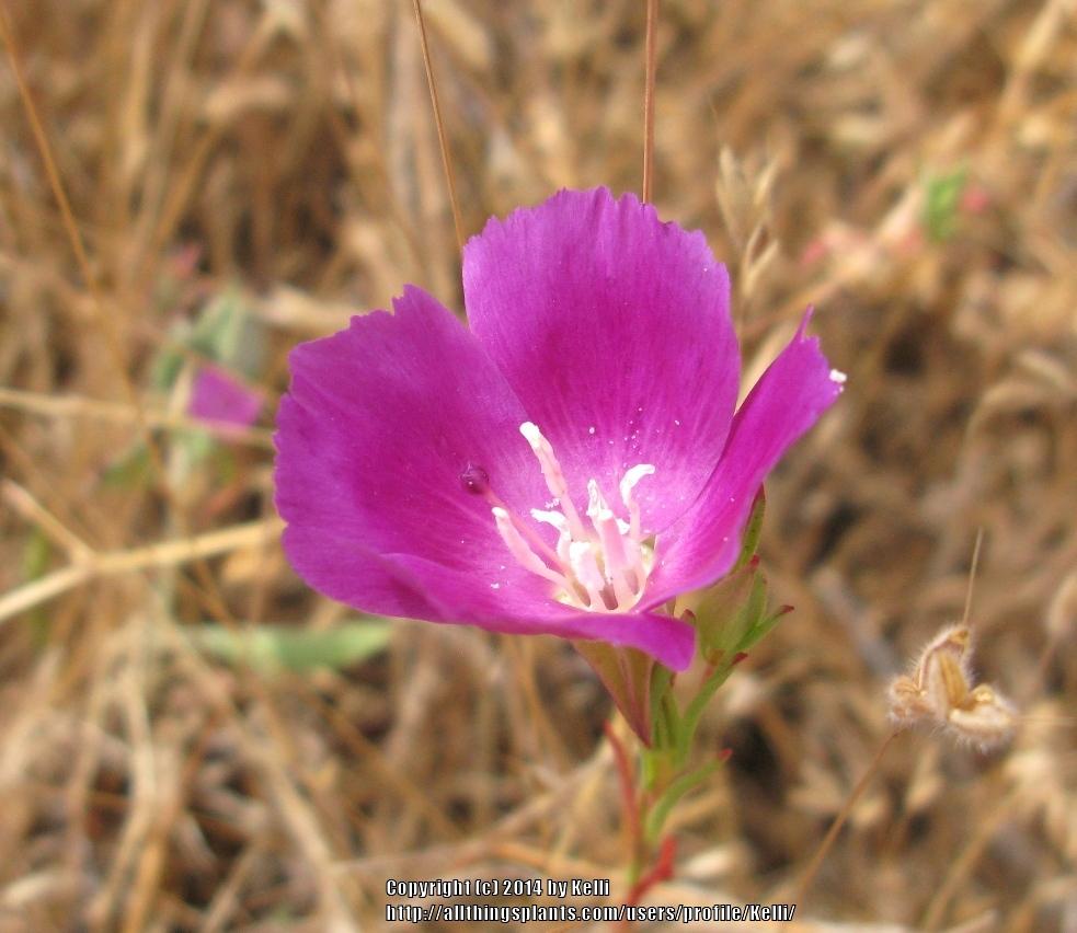 Photo of the bloom of Purple Clarkia (Clarkia purpurea) posted by Kelli ...