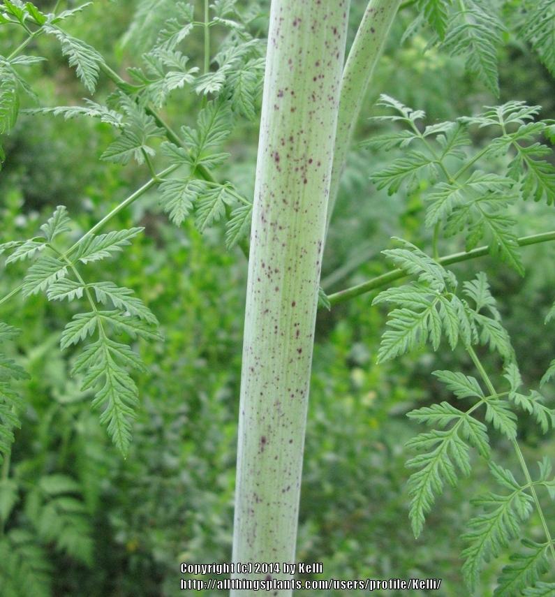 Photo of the stem, scape, stalk or bark of Poison Hemlock (Conium ...