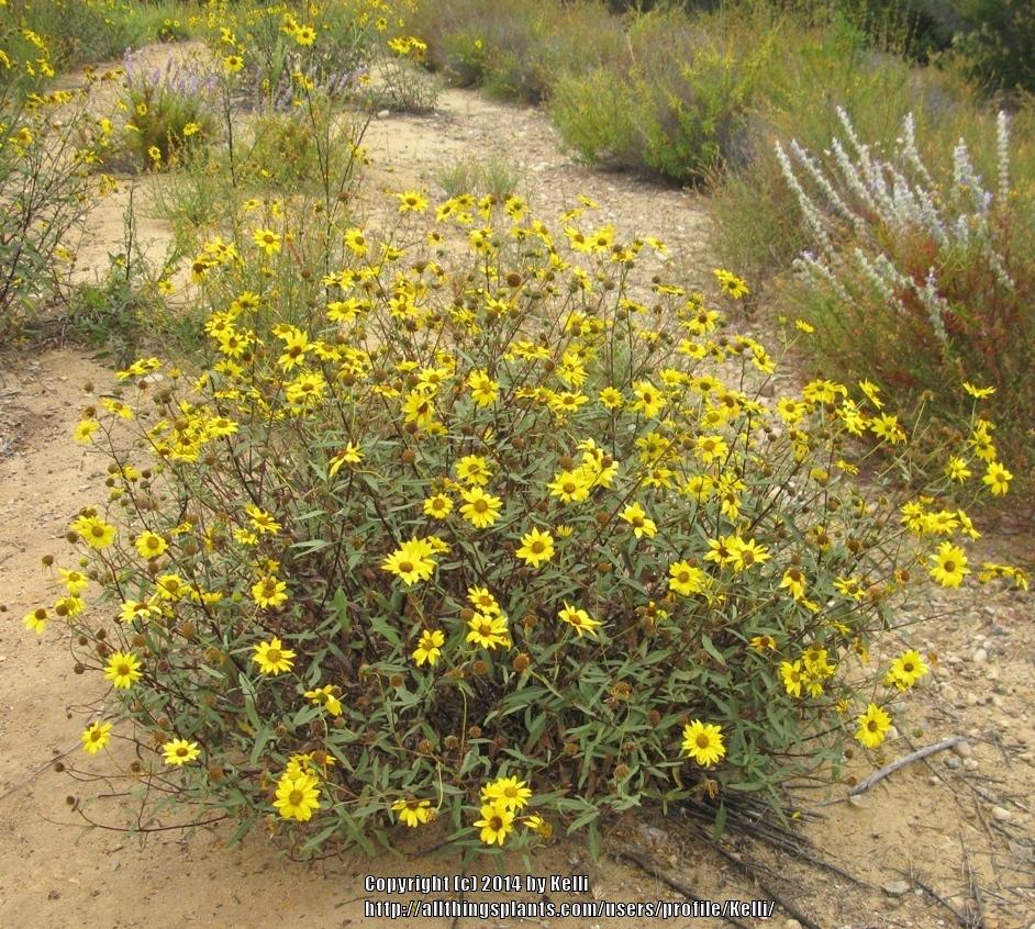 Photo of the habitat view of Slender Sunflower (Helianthus gracilentus ...