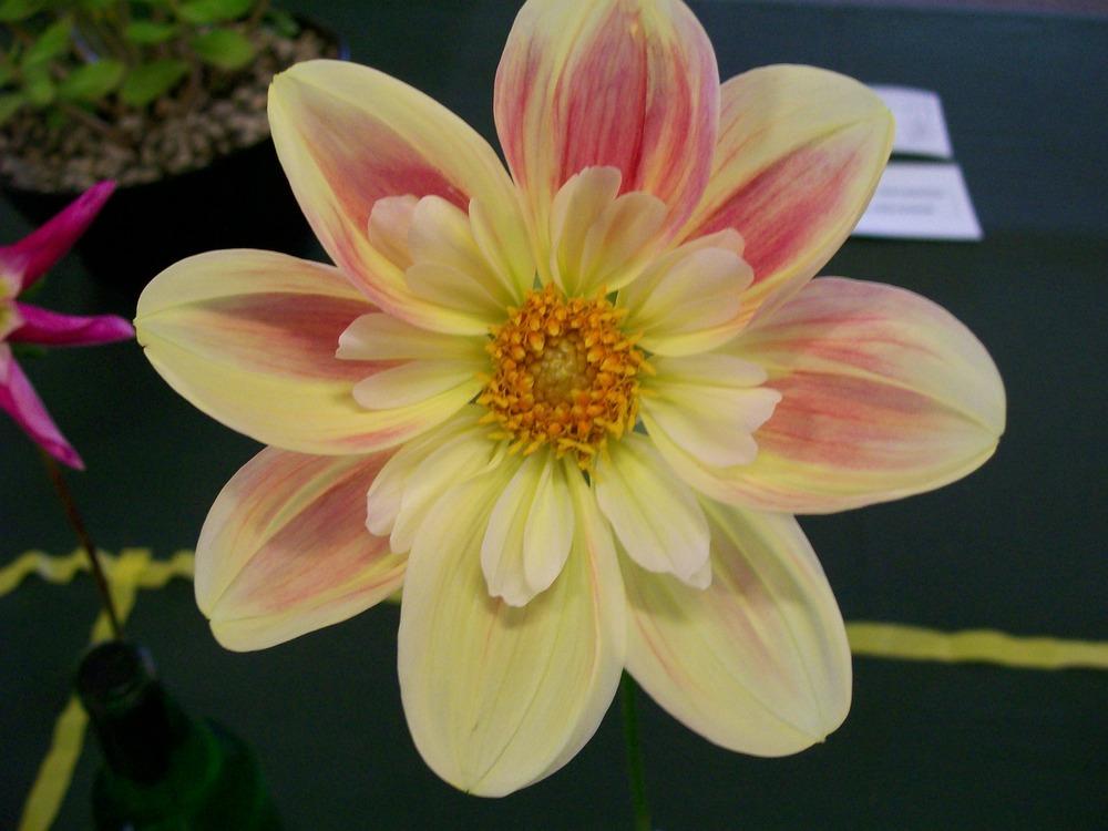 Photo of the bloom of Dahlia 'April Heather' posted by gwhizz - Garden.org