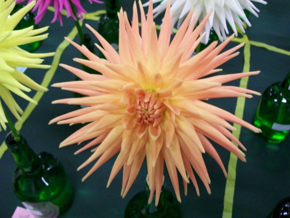 Dahlia 'Formby Elite' in the Dahlias Database - Garden.org